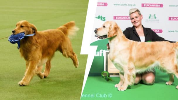 Golden Retriever Macho vs Fêmea: As 10 Principais Diferenças - O GOLDEN ...