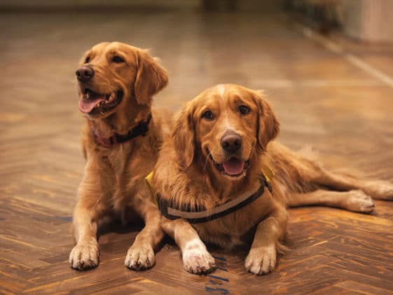 Golden Retriever Macho vs Fêmea: As 10 Principais Diferenças - O GOLDEN ...