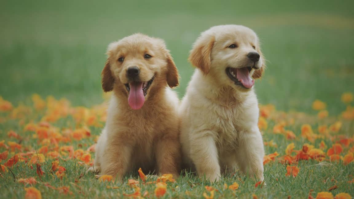 Goldens Retrievers Pretos: Veja 6 raças que se parecem!