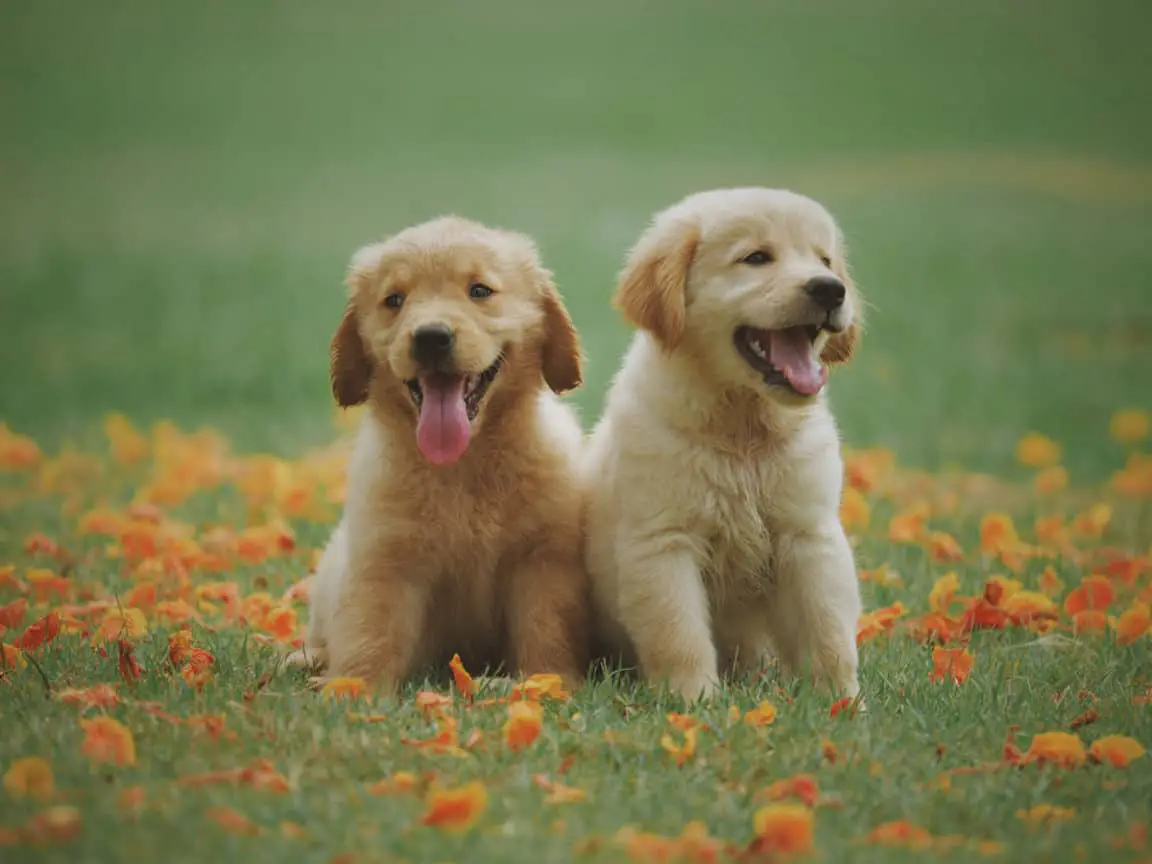 Filhote de Golden Retriever: O Guia Completo [2022] - O GOLDEN RETRIEVER