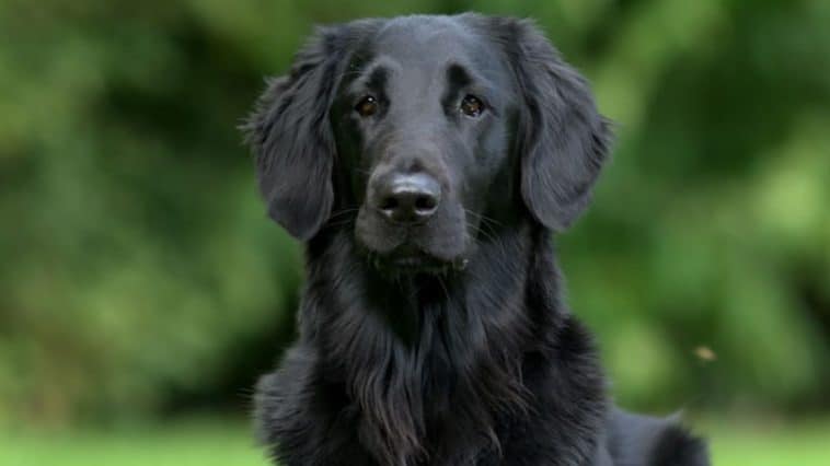 A Verdade Sobre o "Golden Retriever Preto" - O GOLDEN RETRIEVER