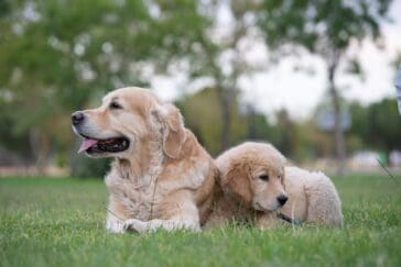 Golden Retriever Macho vs Fêmea: As 10 Principais Diferenças - O GOLDEN ...