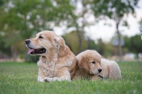 Golden Retriever Macho vs Fêmea: As 10 Principais Diferenças - O GOLDEN ...