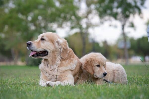 Golden Retriever Macho vs Fêmea: As 10 Principais Diferenças - O GOLDEN ...