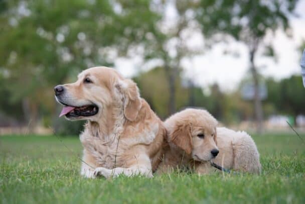 Golden Retriever Macho vs Fêmea: As 10 Principais Diferenças - O GOLDEN ...