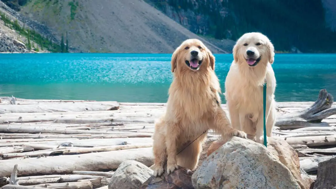 O Golden Retriever - Tudo Sobre Goldens!