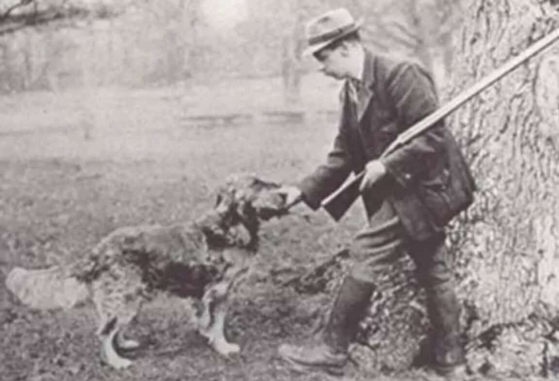 História do Golden Retriever: 4 versões para conhecer