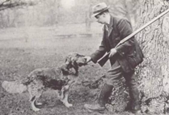 História do Golden Retriever: 4 versões para conhecer