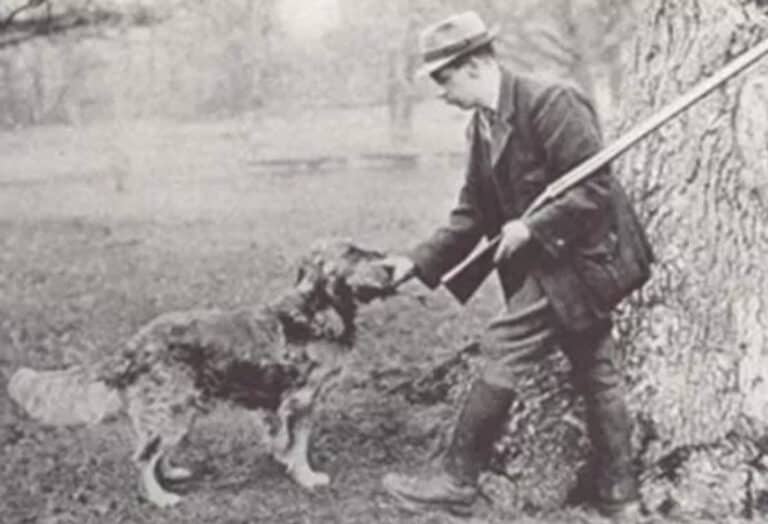 História do Golden Retriever: 4 versões para conhecer